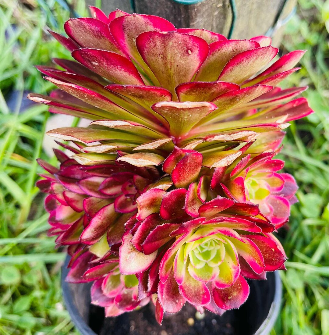 Rare Aeonium, Red Devil Cluster, Variegated Aeonium - Etsy