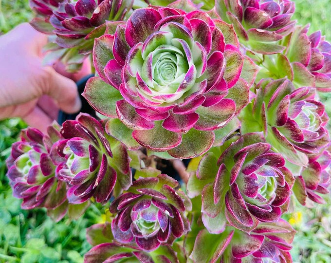 Rare Aeonium, Neptune Cluster, Variegated Aeonium - Etsy