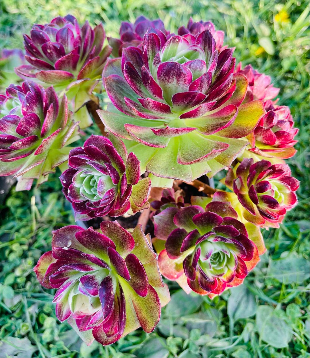 Rare Aeonium, Neptune Cluster, Variegated Aeonium - Etsy
