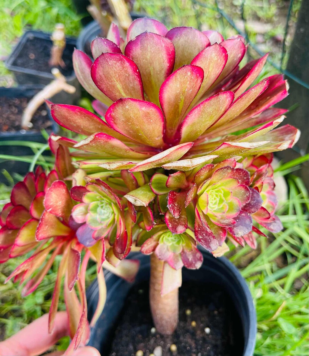 Rare Aeonium, Red Devil Cluster, Variegated Aeonium - Etsy