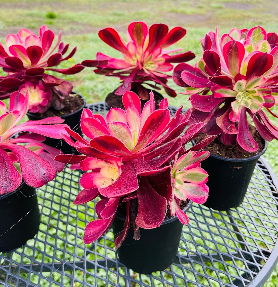 Rare Aeonium Medusarare Succulent Aeonium Variegated - Etsy