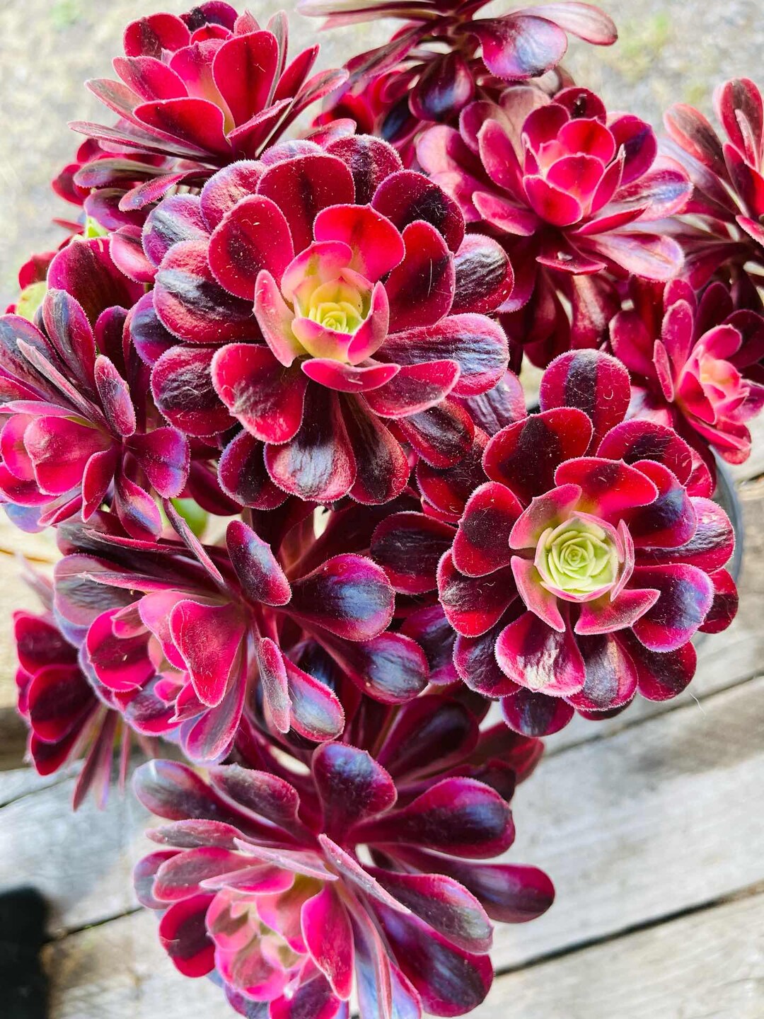 Rare Aeonium, Medusa 3 Cuttings 3”variegated Aeonium , Rare Succulent ...