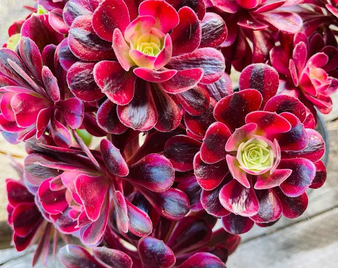 Rare Aeonium, Medusa Single Cutting 5”variegated Aeonium , Rare ...