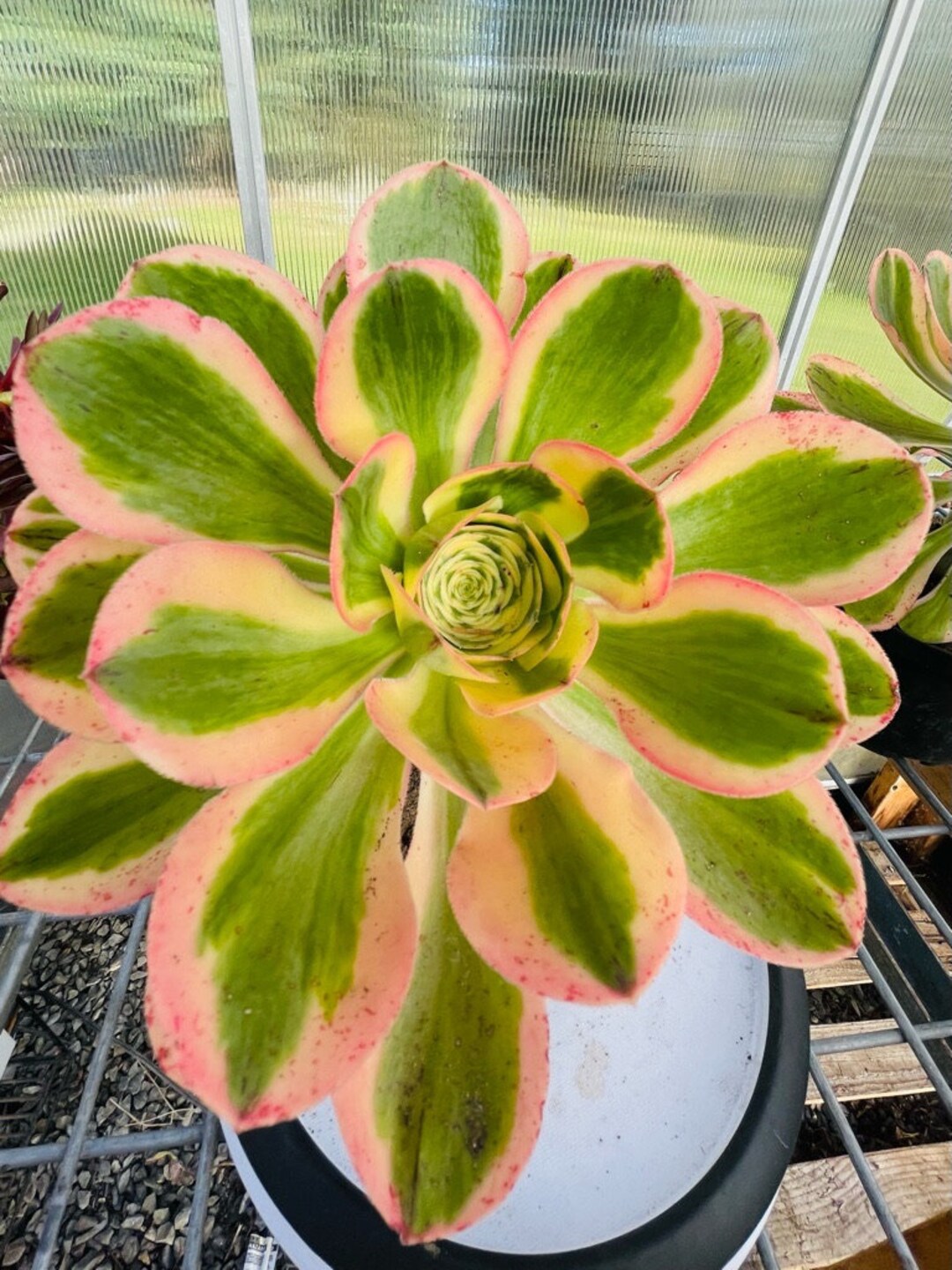 Rare Succulents Aeonium Zeus Variegate - Etsy