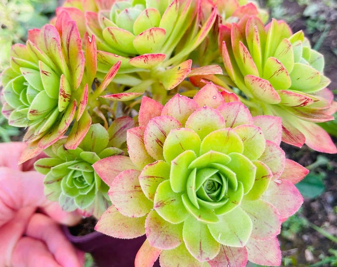 Rare Aeonium, Greenfire Cluster, Variegated Aeonium , Rare Succulent - Etsy