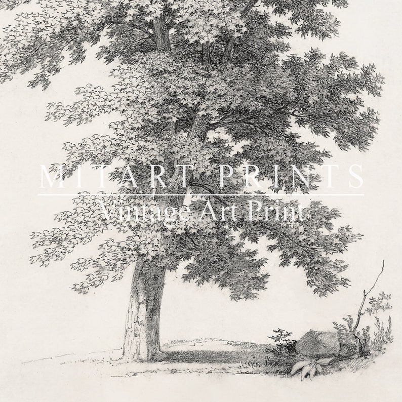 Vintage Tree Print Neutral Tree Sketch Drawing Printable - Etsy