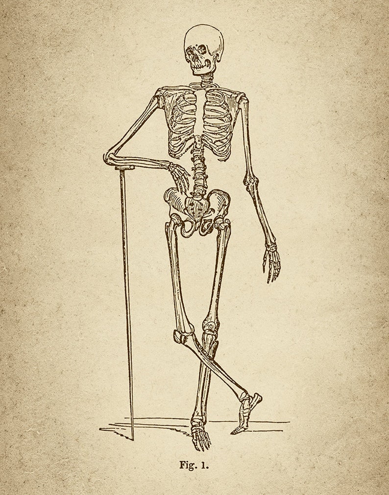Vintage Skeleton Print Instant Download Antique Skeleton | Etsy