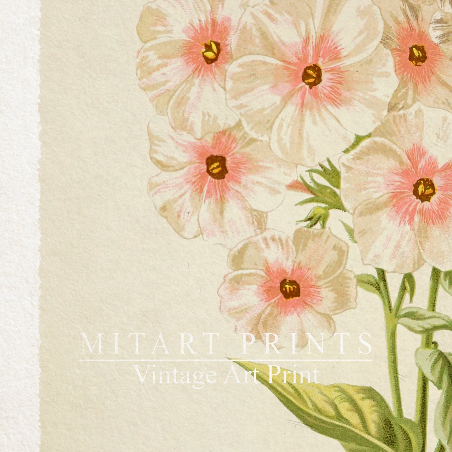 Vintage Botanical Print Antique Flower Painting Rustic - Etsy