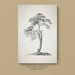 Antique Tree Sketch Print Vintage Tree Etching Art Antique - Etsy
