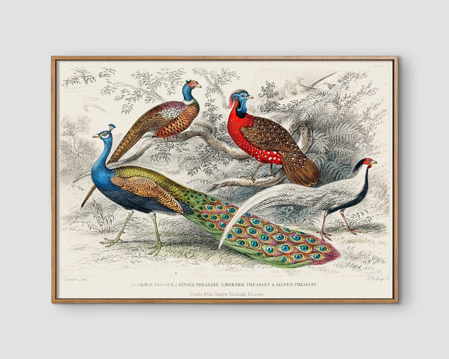 Peacock Print Vintage Peacock Printable Wall Art Bird - Etsy
