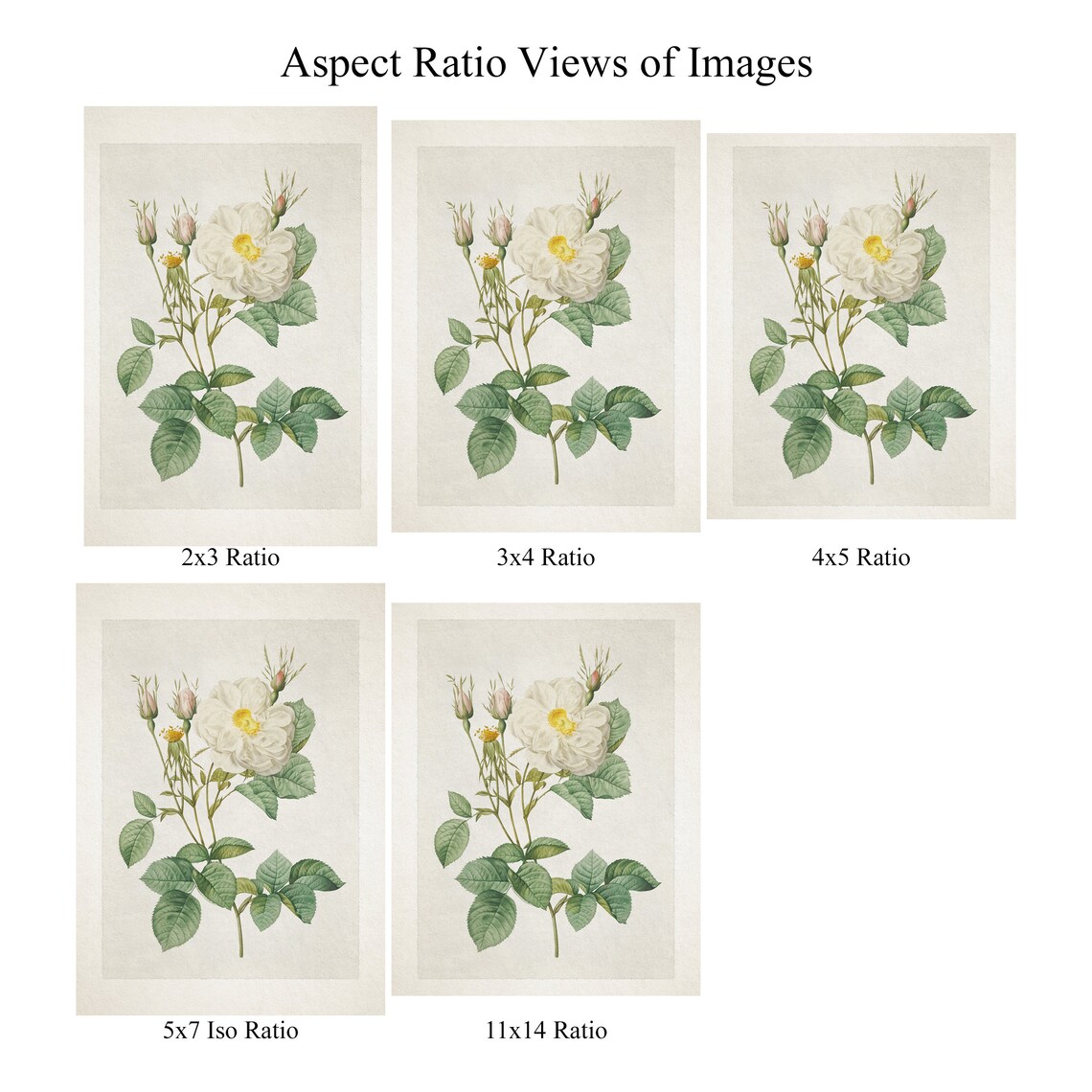 Vintage White Rose Print Vintage Flower Watercolor Painting | Etsy