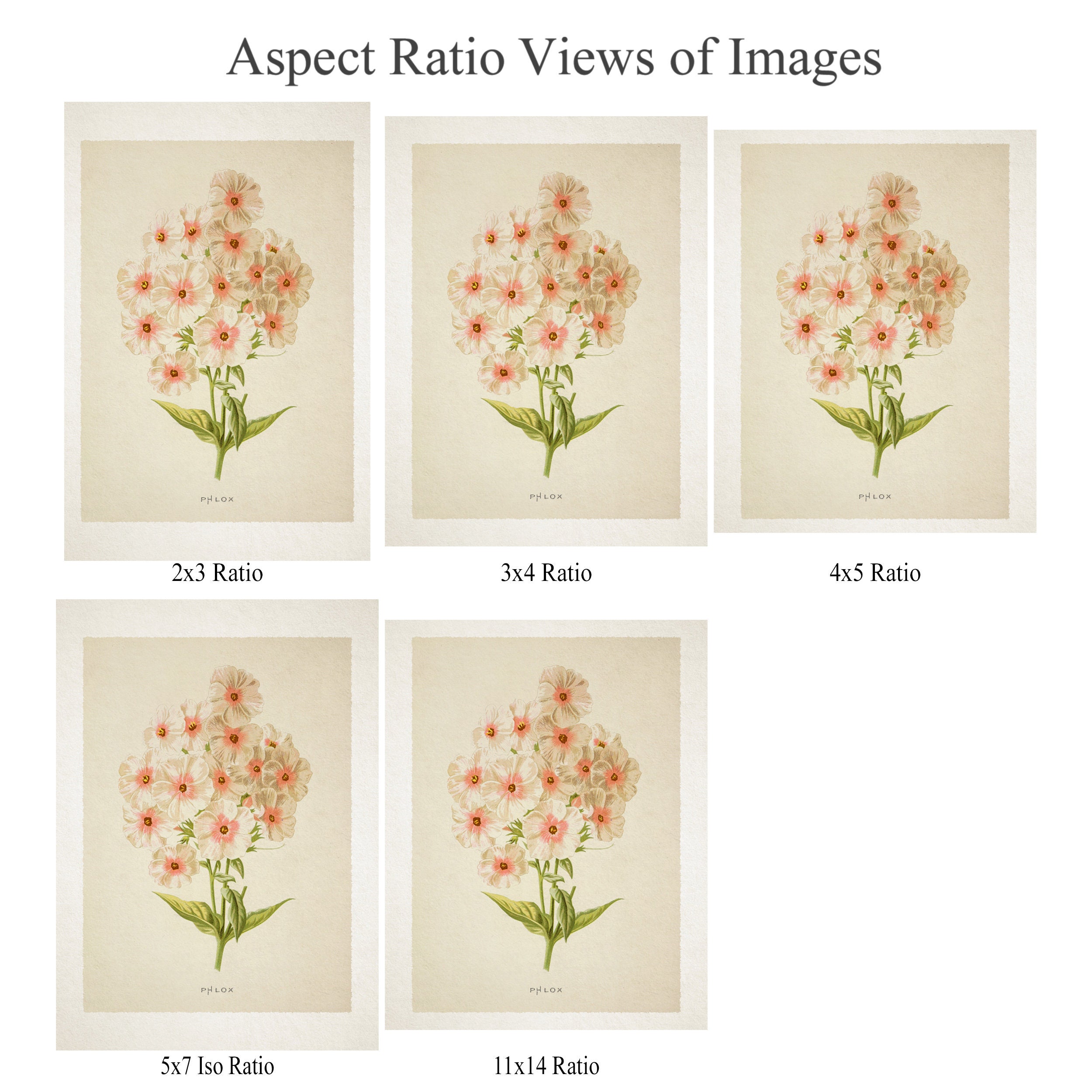 Vintage Botanical Print Antique Flower Painting Rustic - Etsy