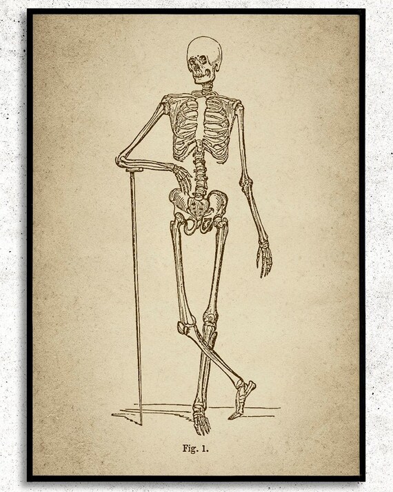 Vintage Skeleton print instant download Antique Skeleton | Etsy