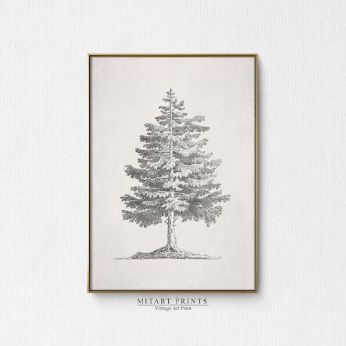 Scotch Pine Tree Sketch Print Vintage Farmhouse Drawing - Etsy