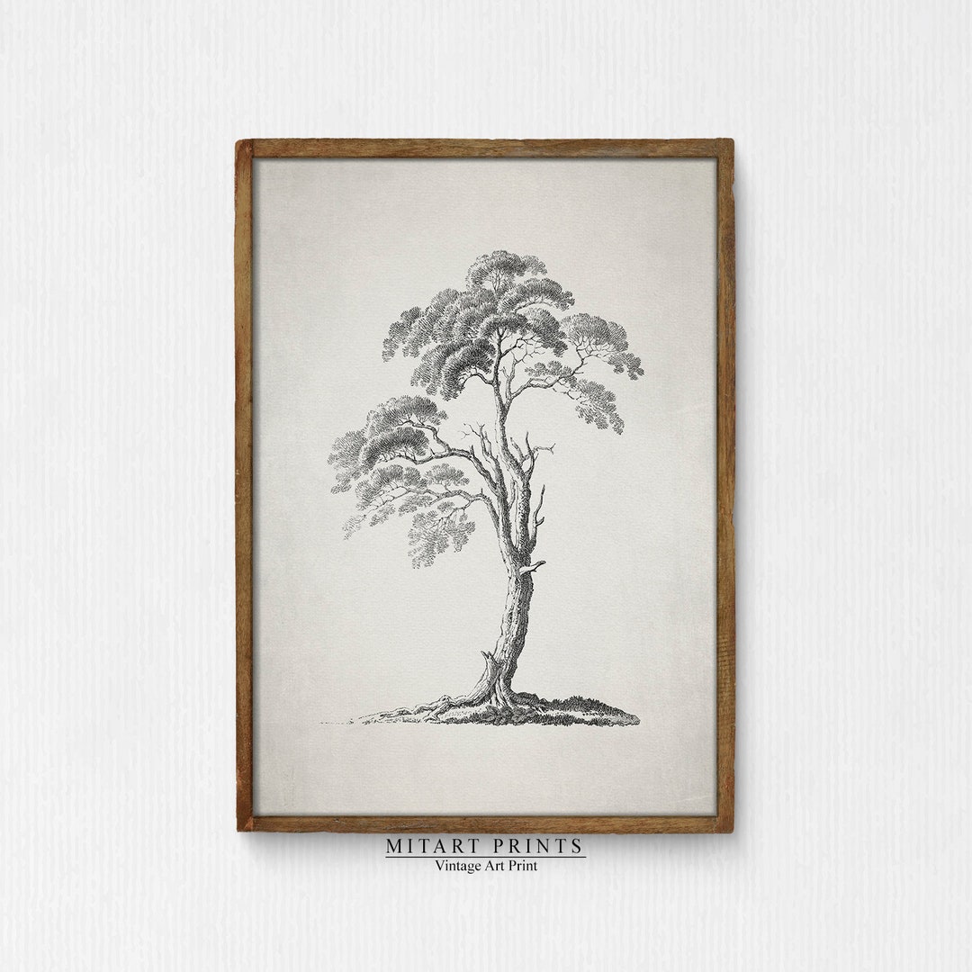 Antique Tree Sketch Print, Vintage Tree Etching Art, Antique Tree ...