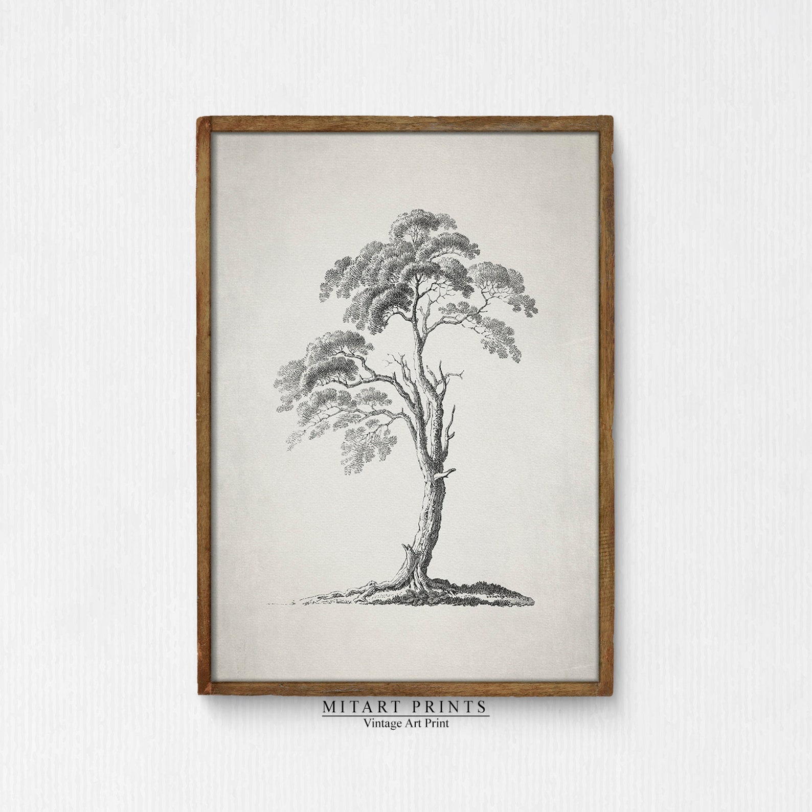 Antique Tree Sketch Print, Vintage Tree Etching Art, Antique Tree ...