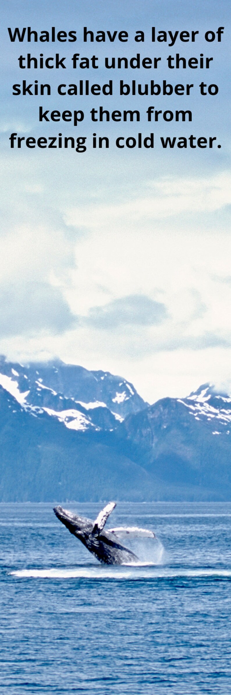 Whale Fact Printable Bookmarks Whales Bookmark Ocean Animals - Etsy