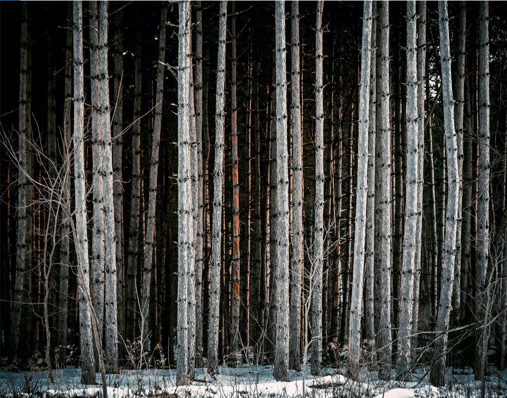 Prints Digital Prints Art & Collectibles Horton Woods Treeline Digital ...