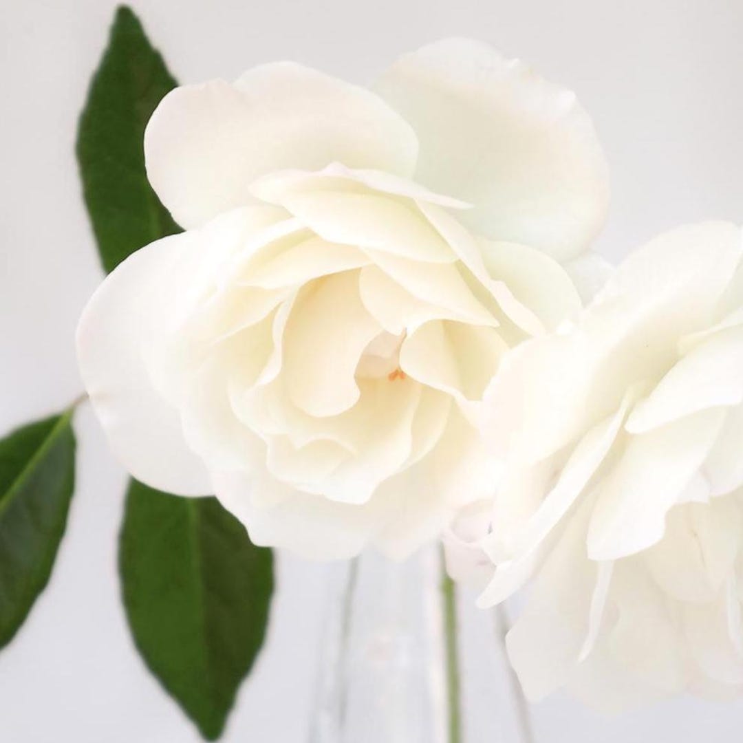 White Roses in Vase Print, Neutral Floral Wall Art, Minimalist Flower ...