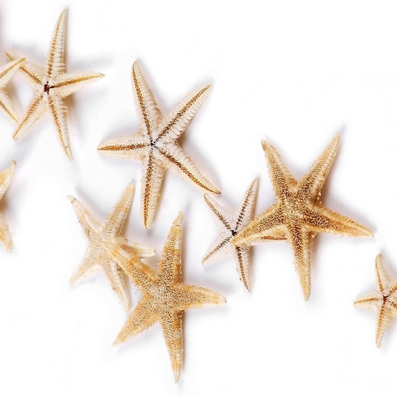 Starfish Home Decor - Etsy