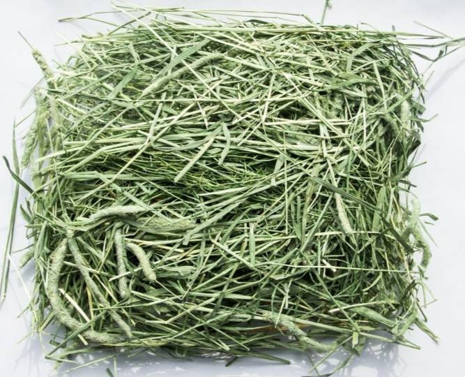 Timothy Hay for Hermit Crabs - Etsy