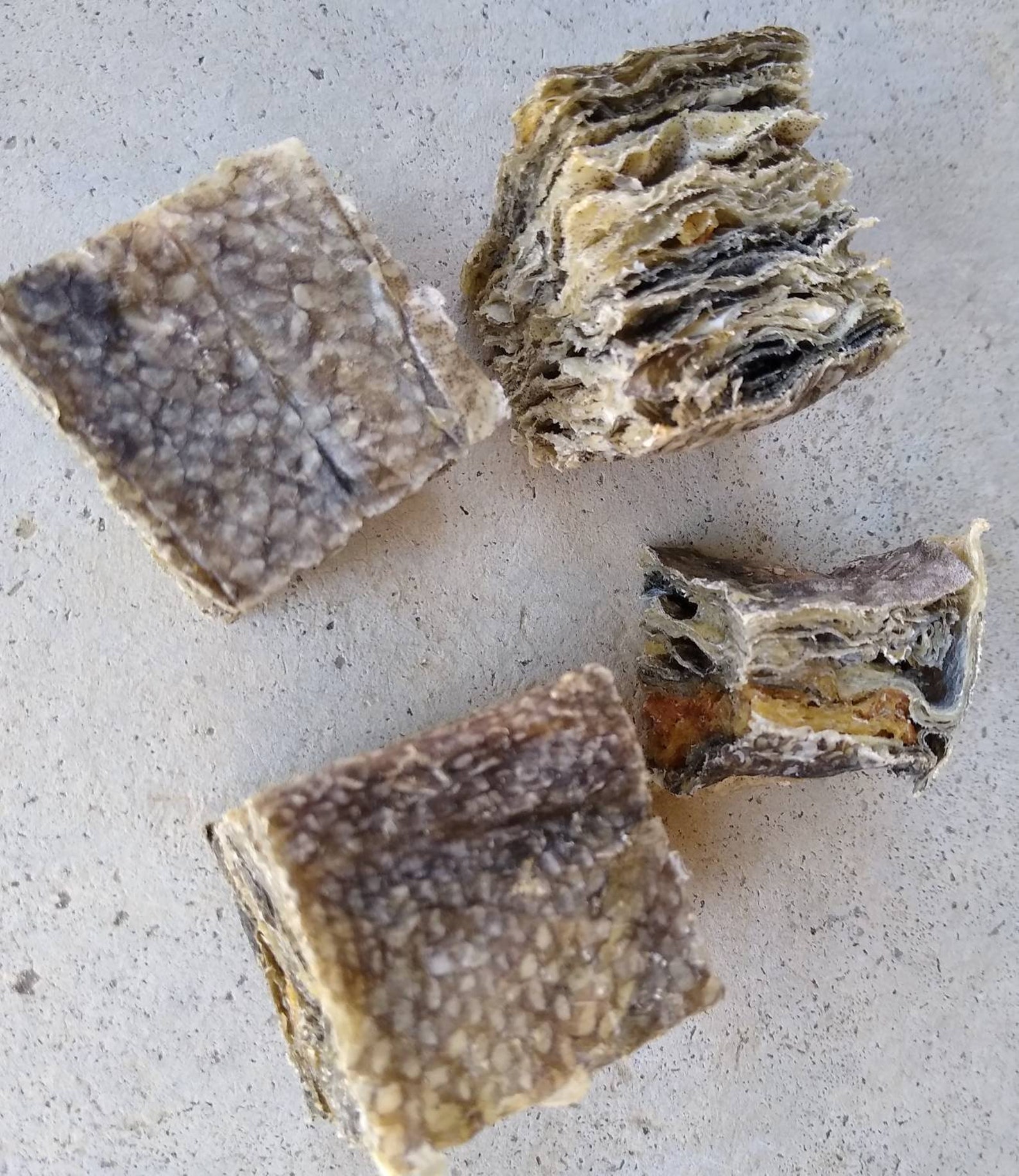Cod Fish Skins for Hermit Crabs - Etsy