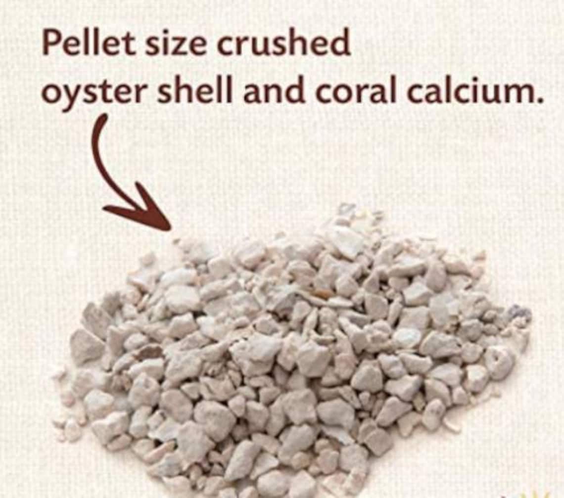 Calcium Blend Crushed Coral & Oyster Shell Hermit Crab Food - Etsy