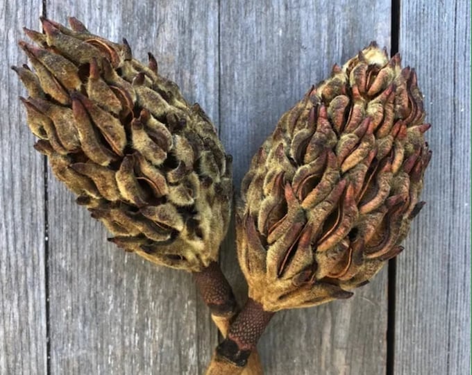 Magnolia Tree Seed Pods Hermit Crab/isopod Foraging Foods - Etsy