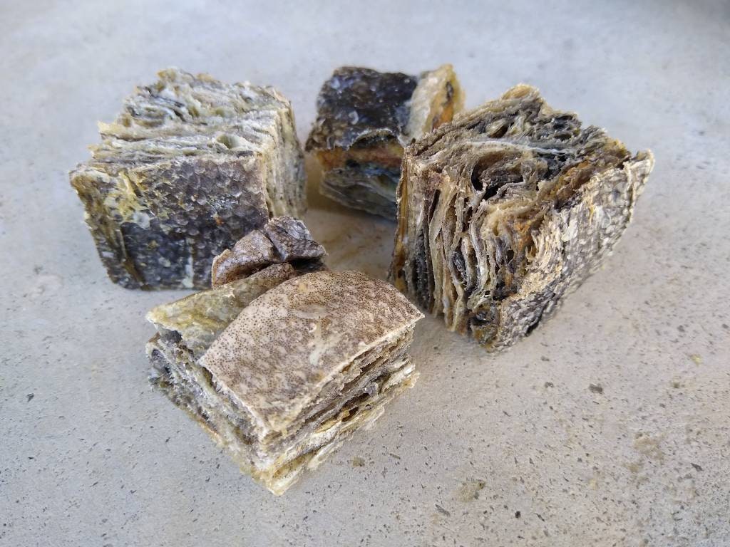 Cod Fish Skins for Hermit Crabs - Etsy
