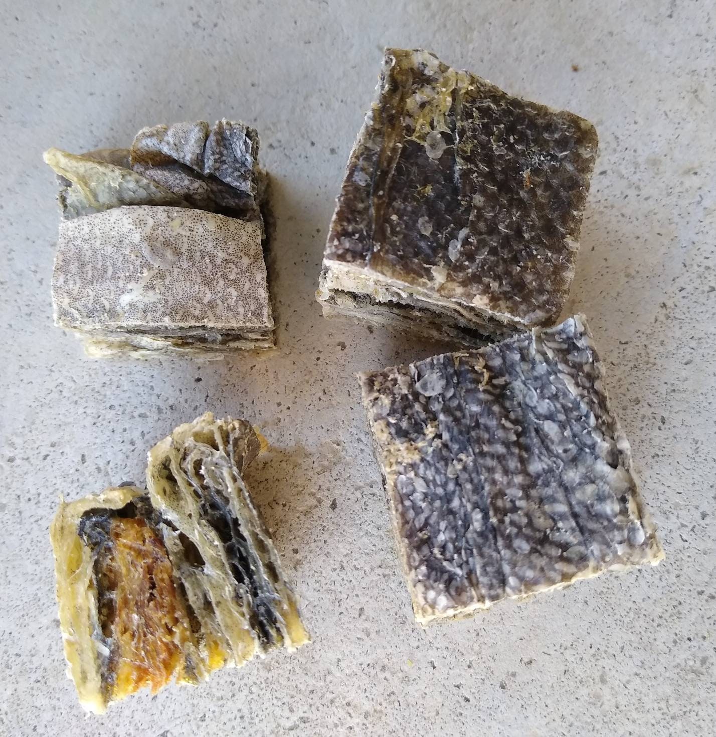 Cod Fish Skins for Hermit Crabs - Etsy