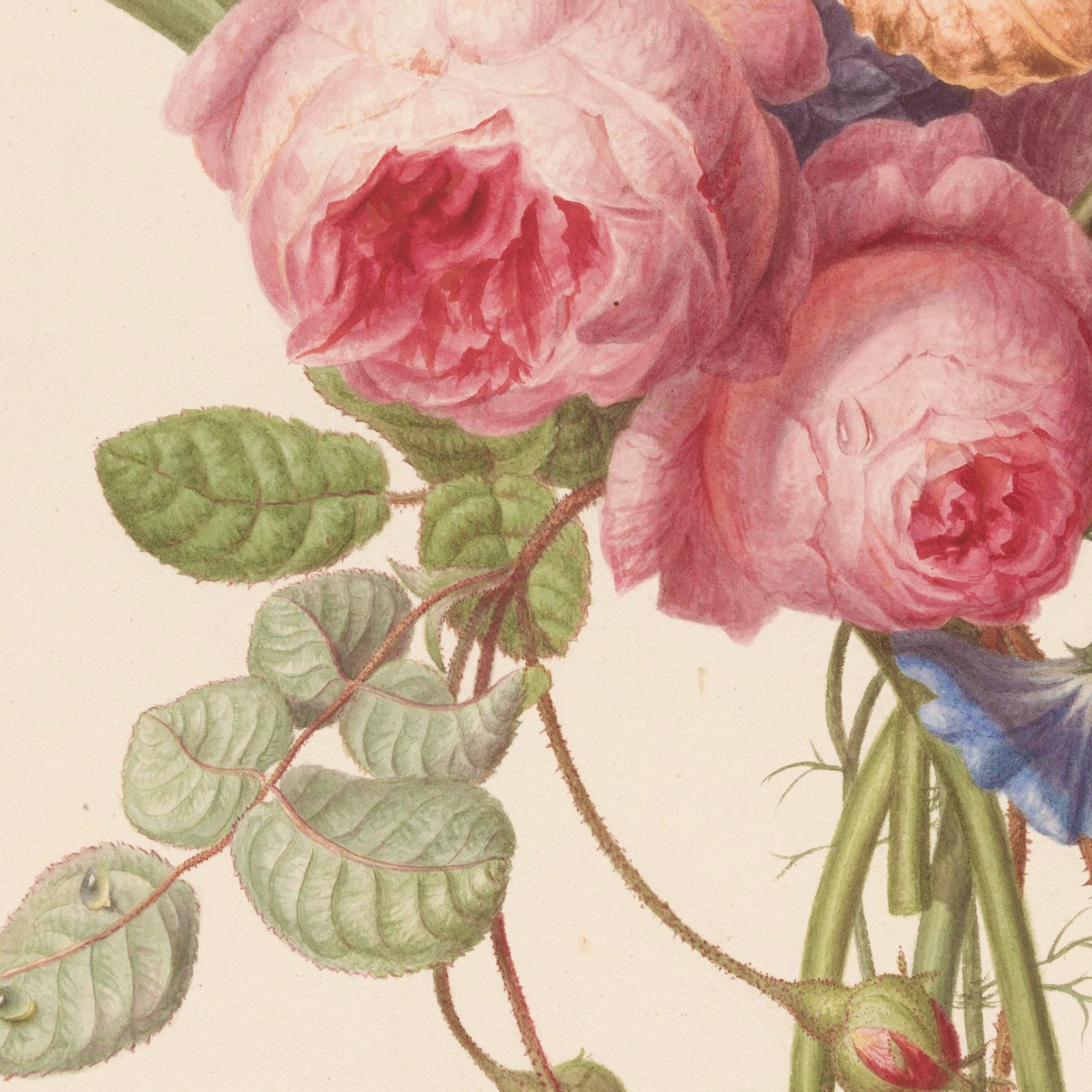 19th Century Art Georgian Painting Vintage Botanical Print - Etsy