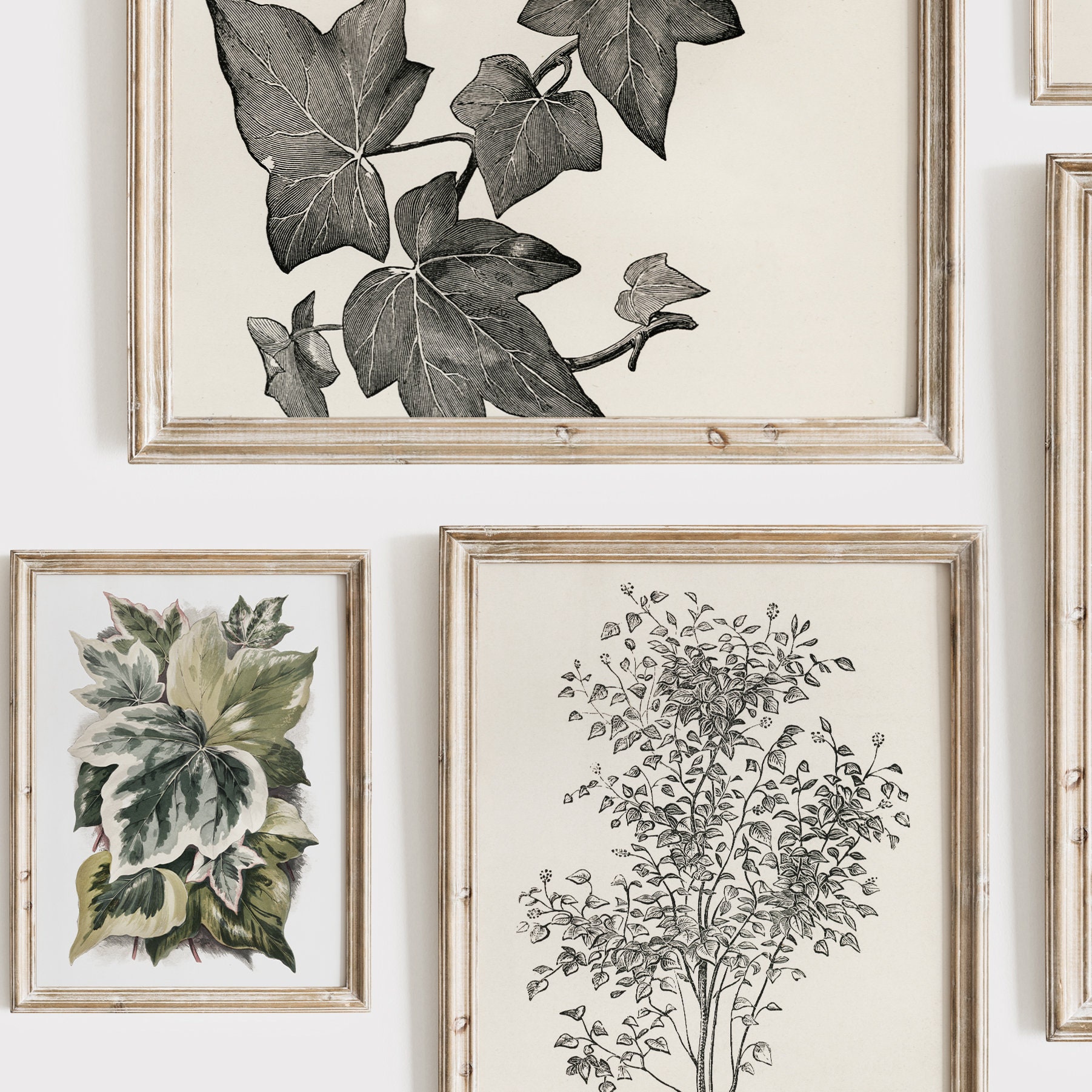 Printable Ivy Gallery Wall Art SET | Vintage Ivy Prints Art | Ivy Art ...