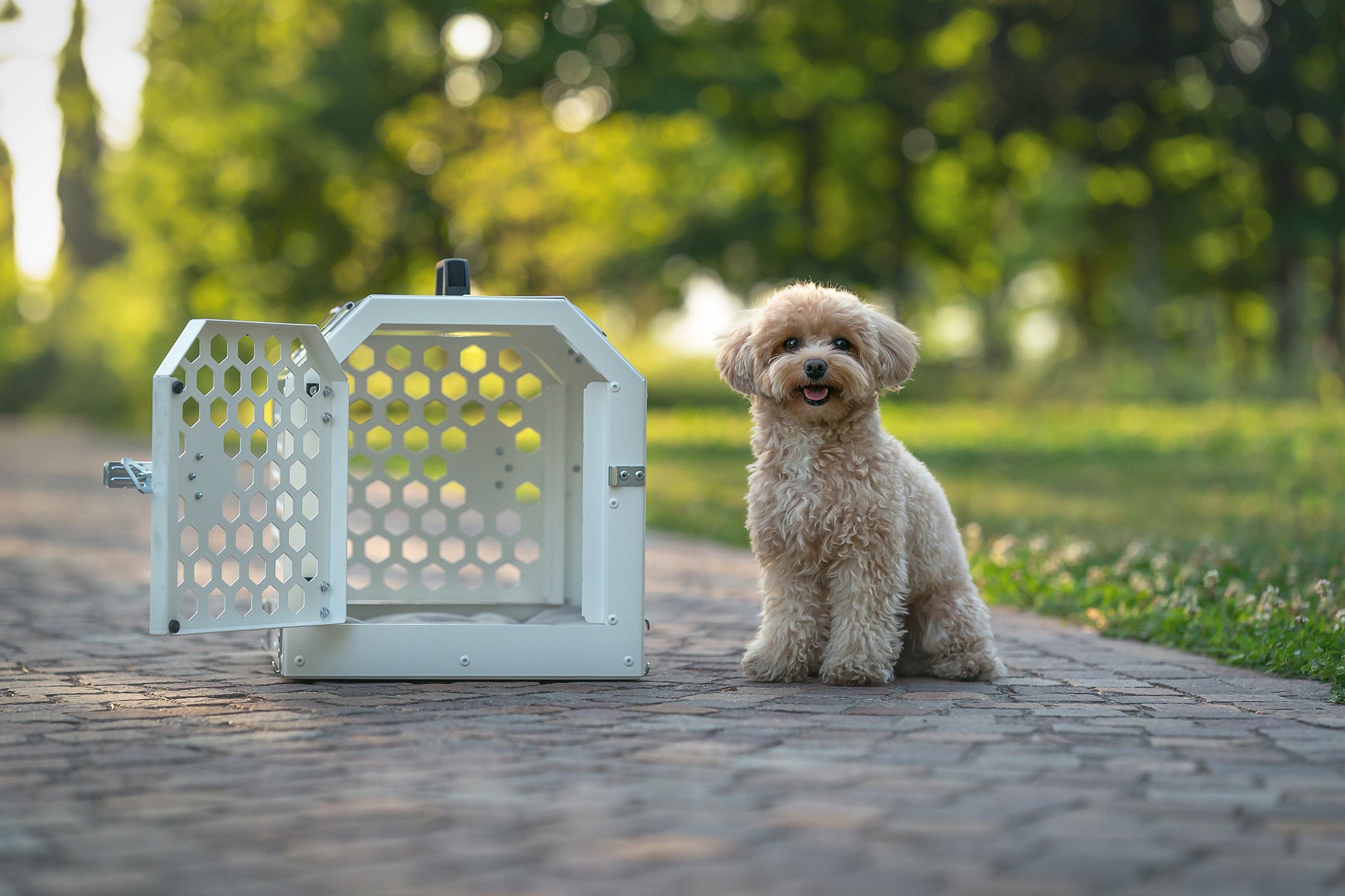 Small Dog Carrier, Dog Car Carrier, Small Dog Car Kennel, Seat Carrier ...