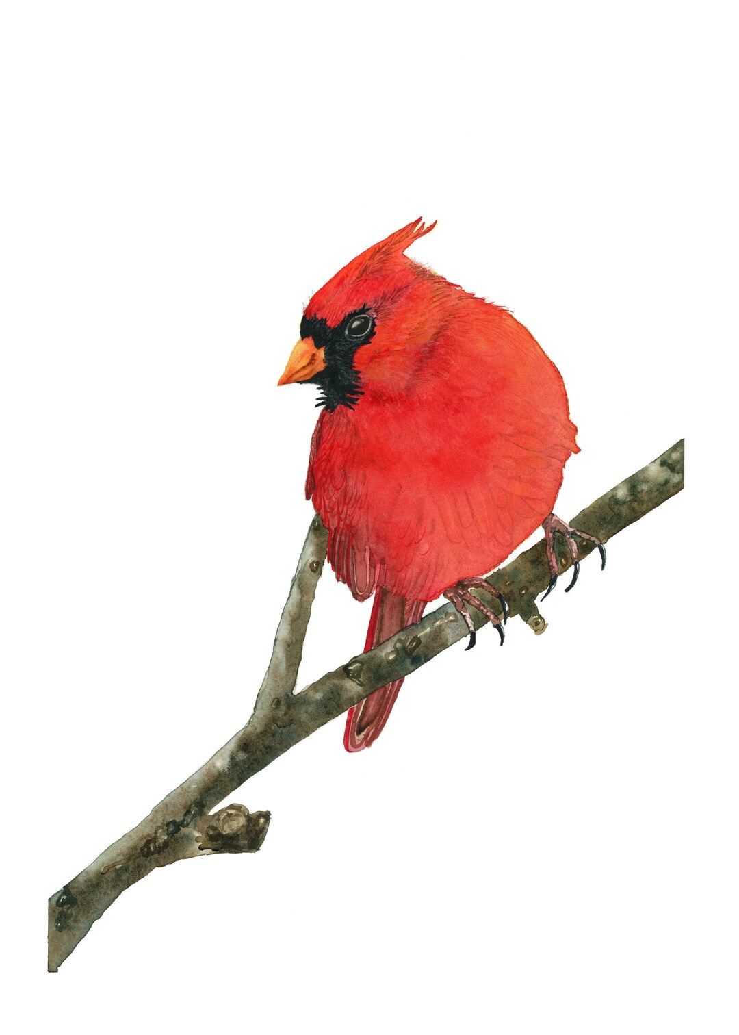Red Cardinal Print - Etsy