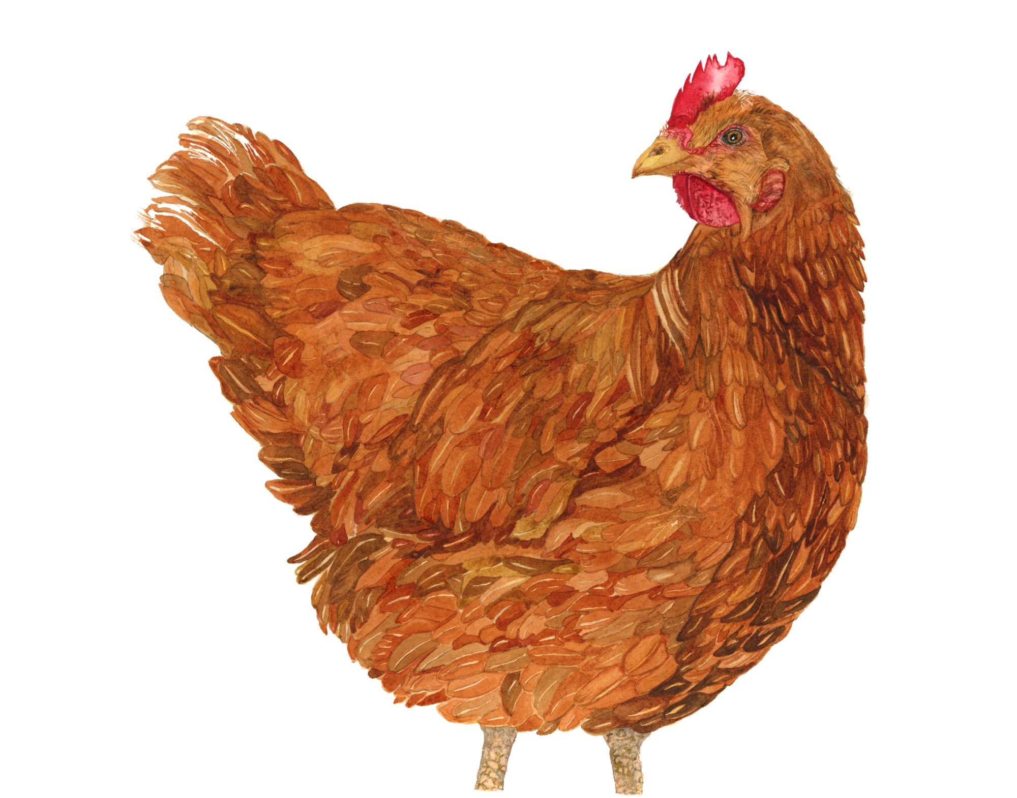 Ruby the Red Rhode Island Chicken and Chicks - Etsy