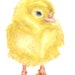 Ruby the Red Rhode Island Chicken and Chicks - Etsy