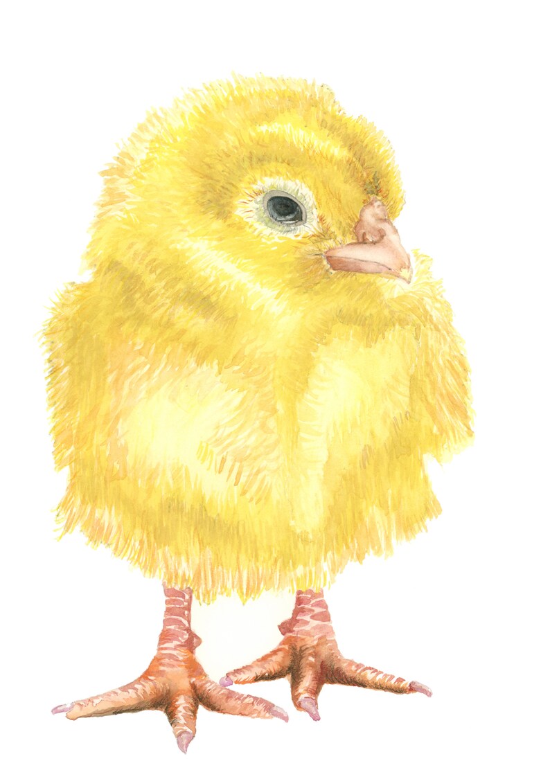 Ruby the Red Rhode Island Chicken and Chicks - Etsy