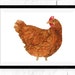 Ruby the Red Rhode Island Chicken and Chicks - Etsy