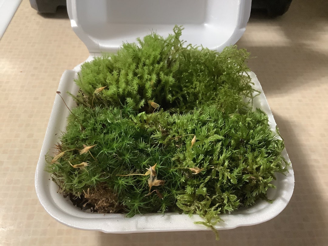 MINI Woodland Moss Starter Pack - Etsy