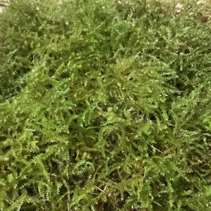 MINI Woodland Moss Starter Pack - Etsy