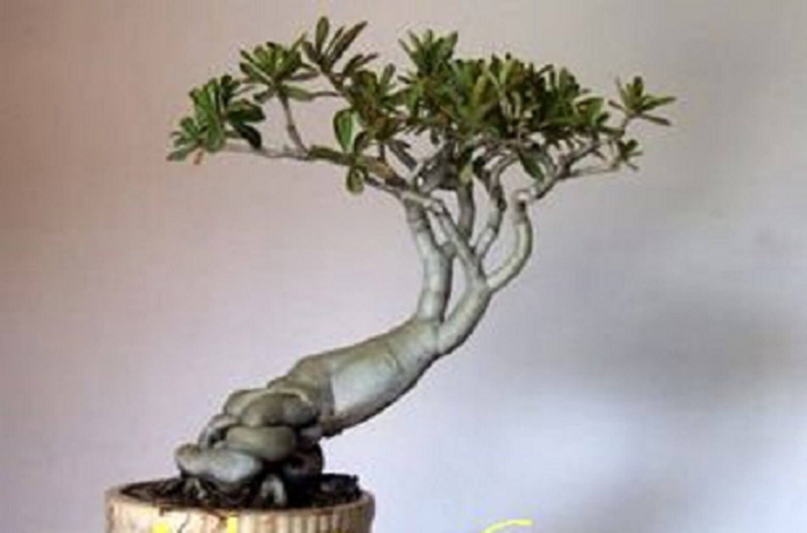 Triple Purple Nebula Adenium Obesum - Apocynaceae Seeds - Desert Rose ...