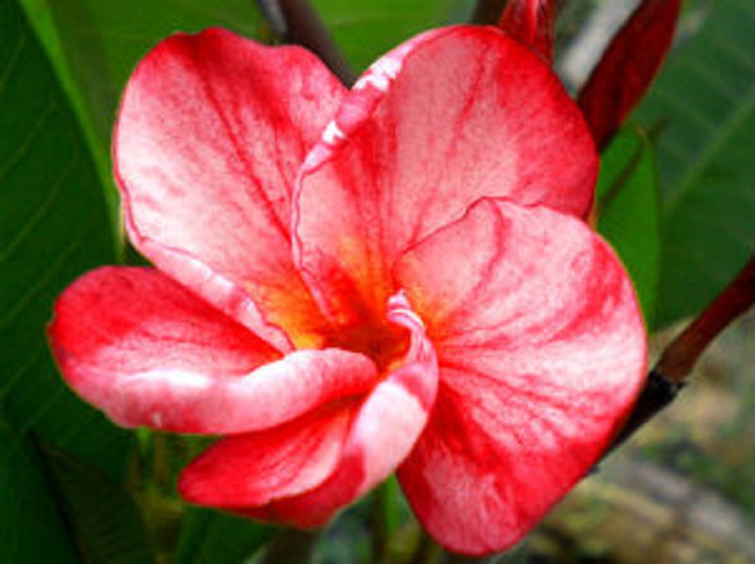 Plumeria Rubra Splash Gardenia Samen ' Frangipani Samen, Lei-Blume ...