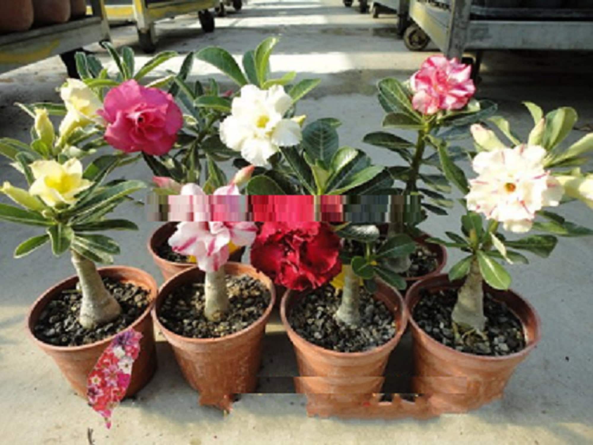 Triple Purple Nebula Adenium Obesum - Apocynaceae Seeds - Desert Rose ...