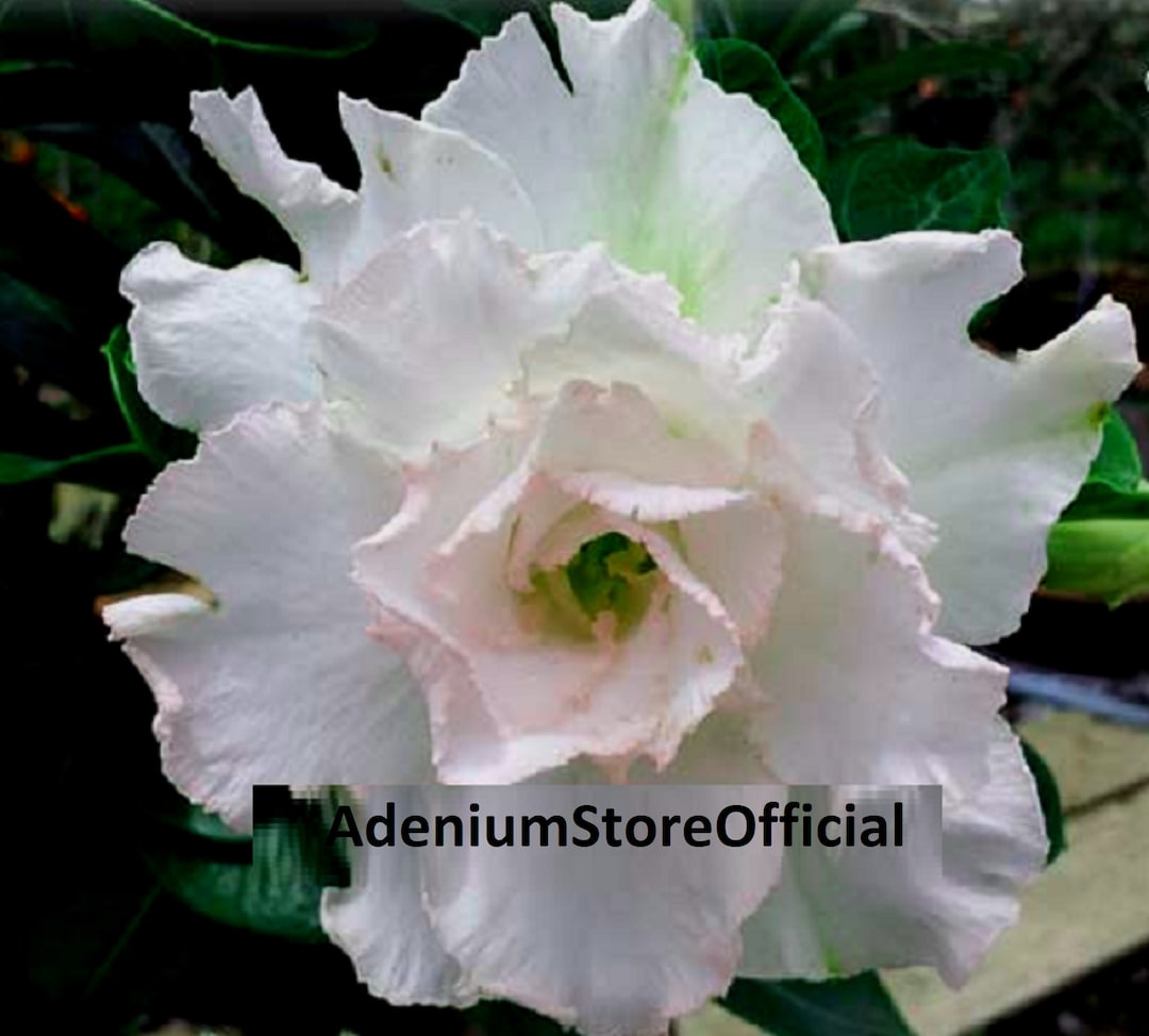 Quattro Jumbo White Adenium Obesum - Apocynaceae Samen - Wüstenrose ...