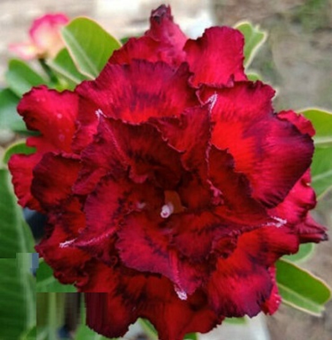 Adenium Obesum 'quattro Jumbo Red' Apocynaceae Seeds (desert Rose, Sabi ...
