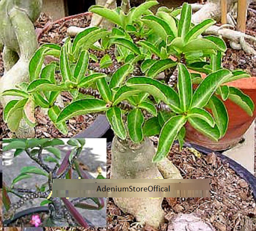 Adenium Thai Socotranum Seeds Black Khao Hin Zon (KHZ) (desert Rose ...