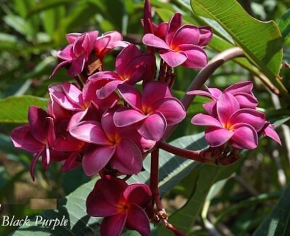 Plumeria Black Tiger