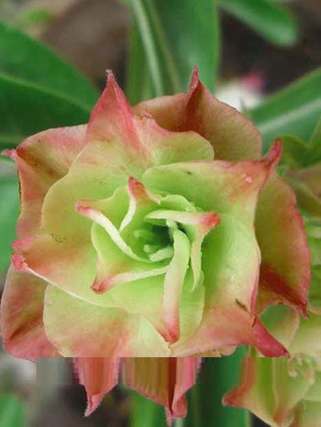 Triple Hulk Adenium Obesum Seeds Desert Rose, Sabi Star, Rosy Adenium ...