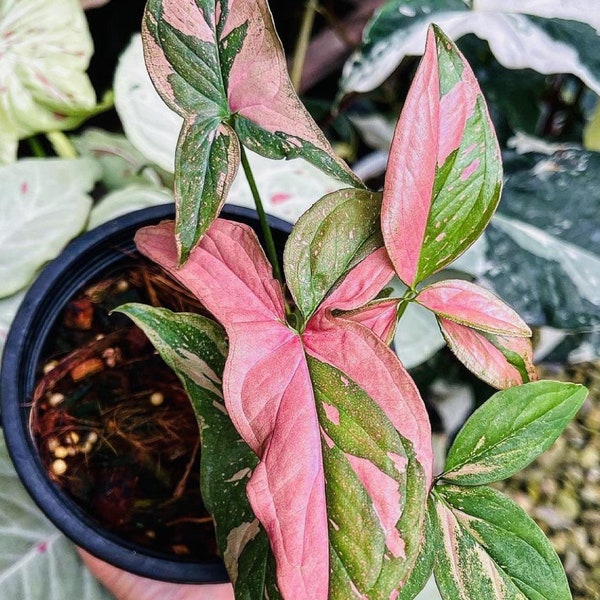 Pink Splash Syngonium - Etsy