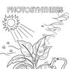 Photosynthesis Biology Science Kids Coloring Page Digital Download ...